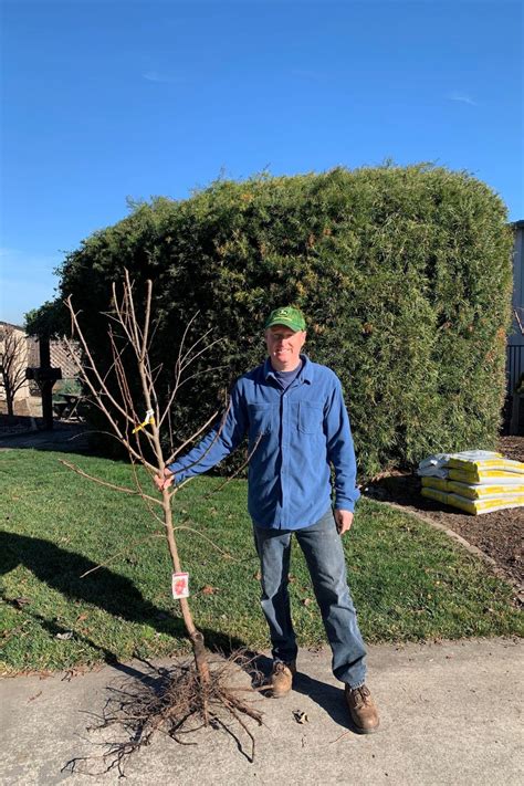 Plant A Naked Root Sapling