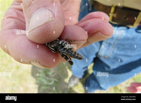 Red Winged Grasshopper Arphia Pseudonietana Insecta Dufferin No