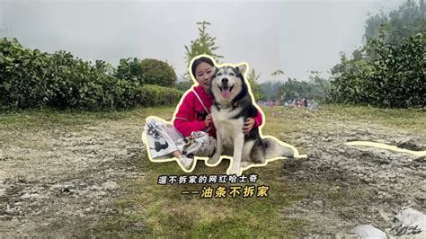 职业遛狗师 遛超乖的不拆家网红哈士奇 油条不拆家 遛狗 宠物 动物的迷惑行为 萌宠日常记录 铲屎官的乐趣 Dou小助手