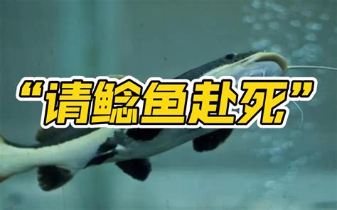 一条鲶鱼，正在搅动整体性政治风险 章北海official 章北海official 哔哩哔哩视频