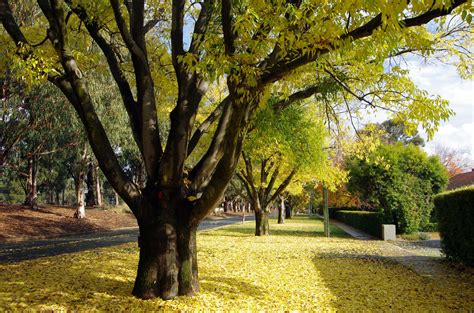 Biggest Elm Tree At Kaitlyn Corkill Blog