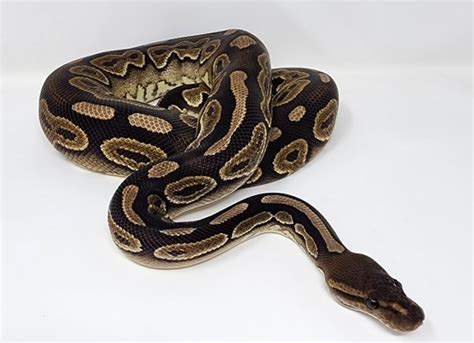 Cinnamon Lace Ball Python By Multiplayer Morphs