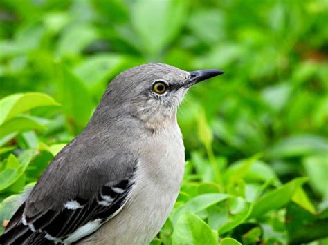 Mockingjay Bird In Real Life