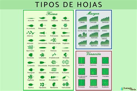 Guide Complet Des Types De Plantes Classification Exemples Et Entretien