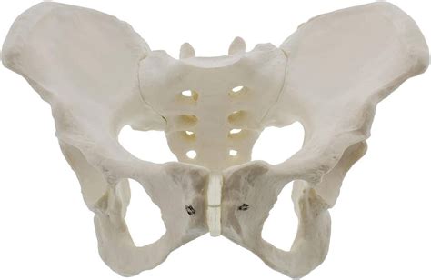Buy Modelo de pelvis femenina de tamaño real modelo de cadera modelo