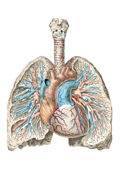 ICD 10 CM Coding For Bronchitis AAPC Knowledge Center