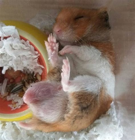 May I Show Off My Mini Beans Too R Jellybeantoes