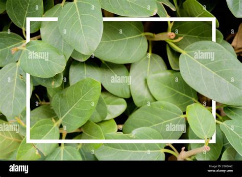 Green Leaves Pattern Background Natural Background And Wallpaper