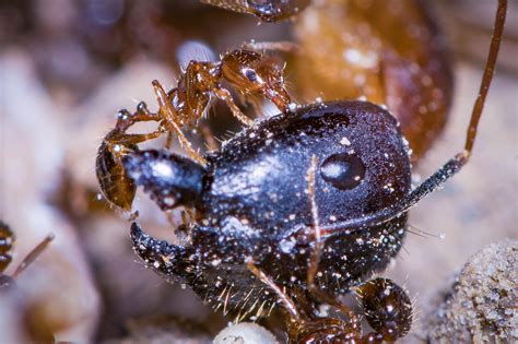 The Cryptic Impacts Of An Ant Invasion Oikos Journal