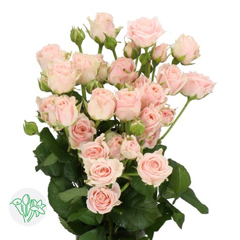 Rose Spray Sweet 4 Tune 50cm Wholesale Dutch Flowers And Florist