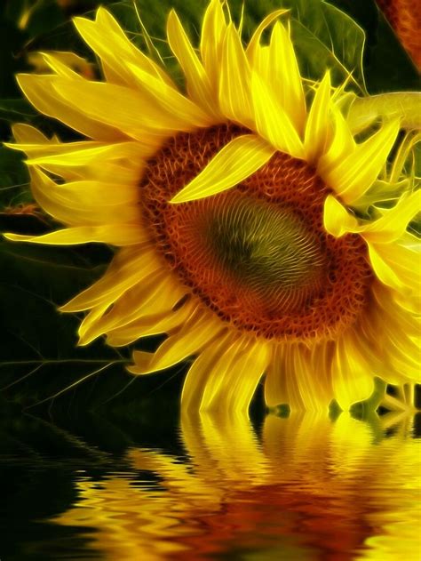 Bring Me The Sunflower Canvas Print For Sale By Pamela Phelps