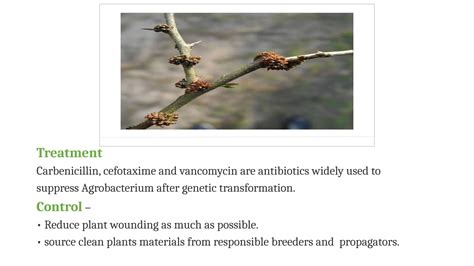 Agrobacterium Tumefaciens Crown Gall Disease Transmission