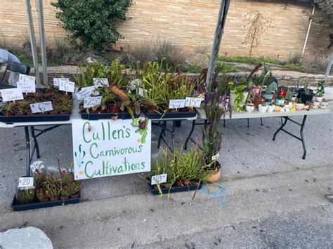 Carnivorous Plants Art On The Bricks
