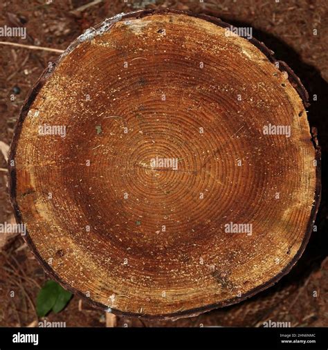 Cross Section Of Pine Tree Trunk Belie Luga Tinevichi Belarus Stock Photo Alamy