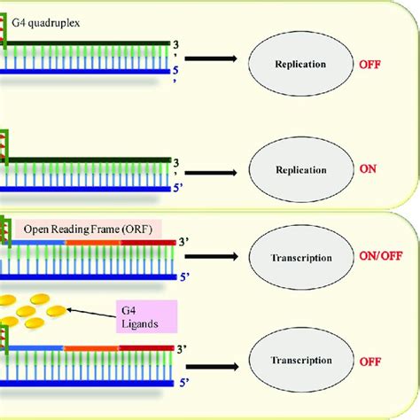Schematic Categorization Of G4 Dna Based On Dna Strands A