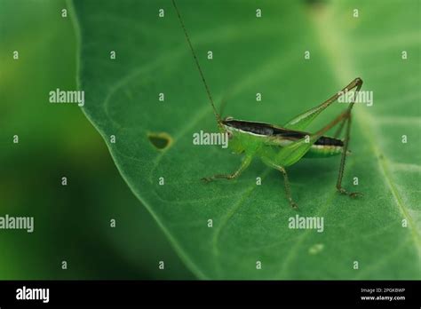 Green Grasshopper On Leaf Grasshopper Eyes Looking Macro Eyes Grasshoppers On Leaves Stock