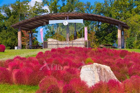 奈良県 馬見丘陵公園 カリヨンの丘 コキアの紅葉 153596850 の写真素材 アフロ