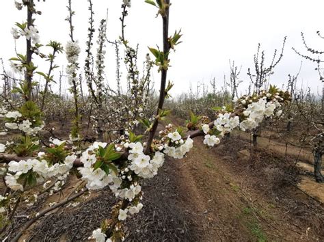 Lapins In Quilicura Las Cabras 40 50 Of Flower Open Alexis Lara Celis