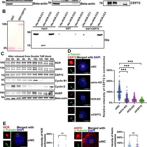 Hcr Directly Binds To And Ensures The Centrosomal Localization Of