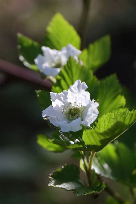 花散歩カジイチゴ2 by inkpot ID11694332 写真共有サイト PHOTOHITO