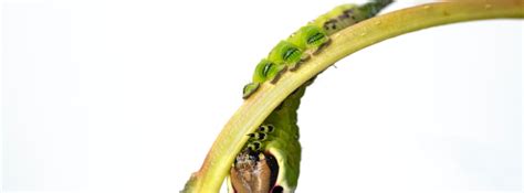 Metamorphosis Inscience
