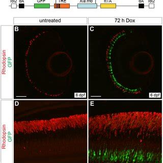 Generation Of A Rod Specific Doxycycline Inducible Self Reporting Download Scientific Diagram