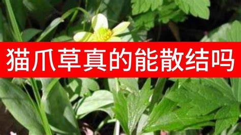 猫爪草真的能散结吗？丨连接世界的奇迹——esim卡 Youtube