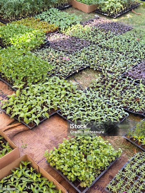 플라스틱 종자 트레이 꽃 채소 개별 구획의 정원에서 자라는 콩과 인도 대수리 의 혼합 묘목의 이미지 0명에 대한 스톡 사진 및 기타 이미지 Istock