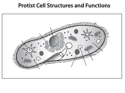 Protist Cells In Case Diagram Protists Examples With Names