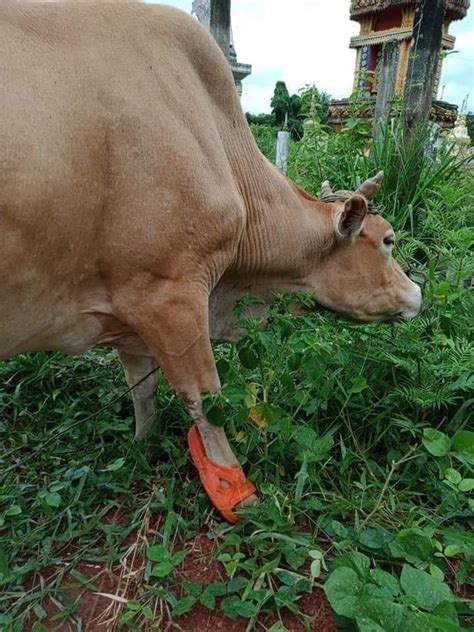 🐂🐂 เเล้วกันเเล้ว ใส่เกิบกะเป็นบาดนี้โงไผเด้ แผงมาสำอางเเท้ ใส่ฮอดเกิบ ย่านหนามปักตามเบิ่ง