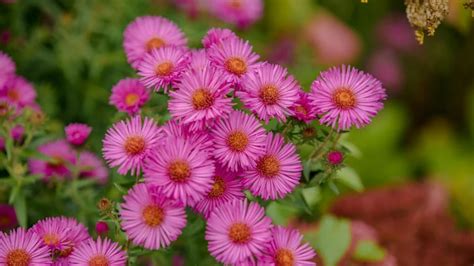 Aster Glover Nursery