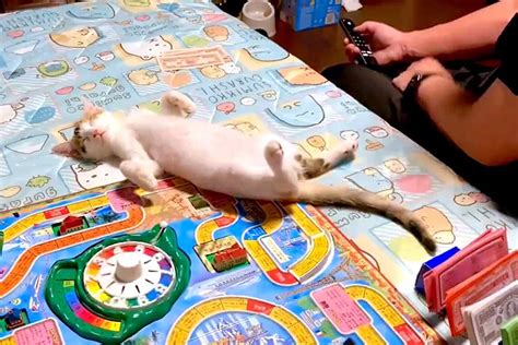 「家族みんなの人生をめちゃくちゃにしていた頃」 子ねこが爆睡する場所にほっこりする人が続出 「この寝姿見たらすべてを許せる」 Hint Pot