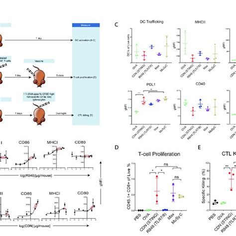 Cdn Based Vaccines Induce Optimal T Cell Priming A In Vivo T Cell