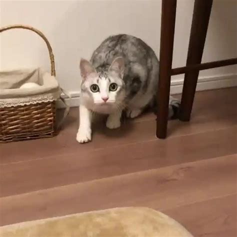 Hey You Come Over Here Hey You Yes You Come Here Kittens Cutest