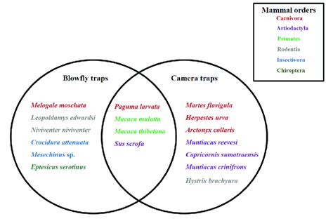 Venn Diagram Showing The Mammal Order And Species Detected By Both
