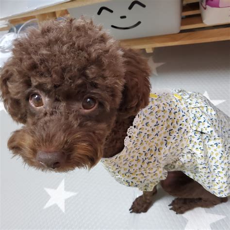 초코밀크맘♡ Youtube