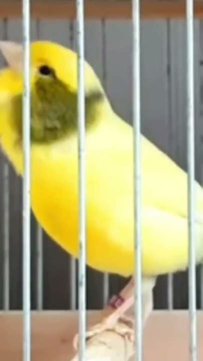 طائرالكناري Oiseau Canari კანარის ჩიტი Canary Bird کینری پرندہ