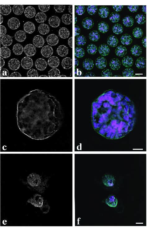 In Interphase Bx34 Localizes Both To The Nuclear Interior And The