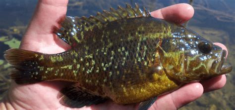 Rock Bass Vs Warmouth Bass Positive Identification Made Easy Usangler