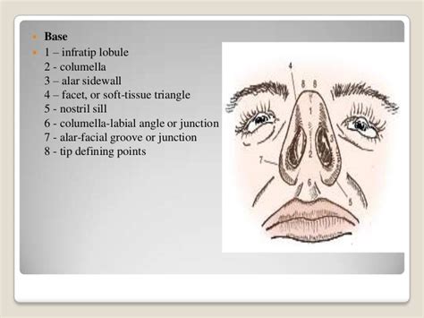 Rhinoplasty Nose Anatomy