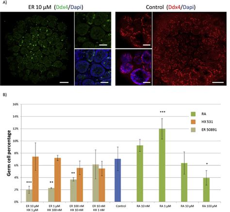 The Role Of Ra In Germ Cell Maintenance On Testicular Organoids A