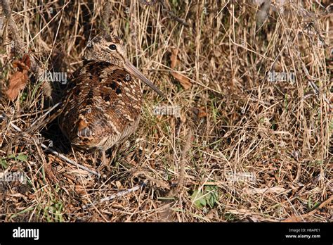 Eurasian Woodcock Scolopax Rusticola Camouflaged In Grasses Zuid