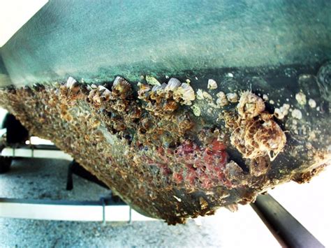 Barnacles On A Ship