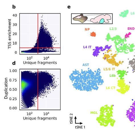 Application Of HyDrop ATAC On Flash Frozen Mouse Cortex Recapitulates