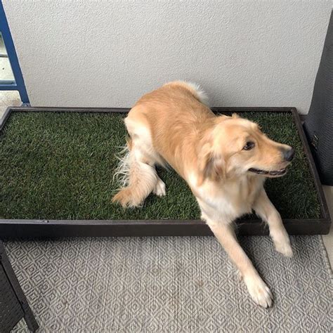 Rylee Enjoying The Real Grass Pee Patch