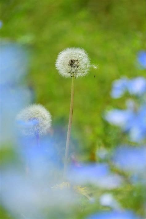 2022春の写真コンテスト入賞作品 Photo 兵庫県立フラワーセンター