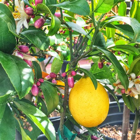Citrus Improved Meyer Lemon 1gal Cornell Farm
