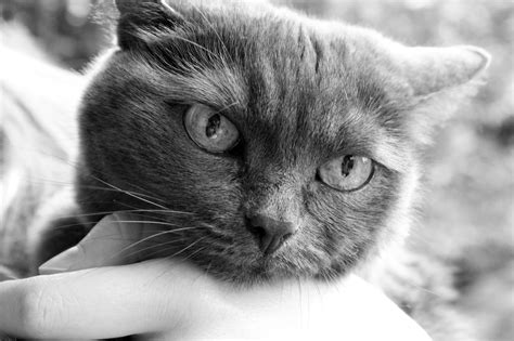 Cat Eyes Gray