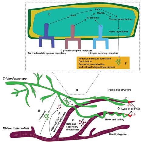 Figure 3 From Trichoderma Spp Genes Involved In The Biocontrol