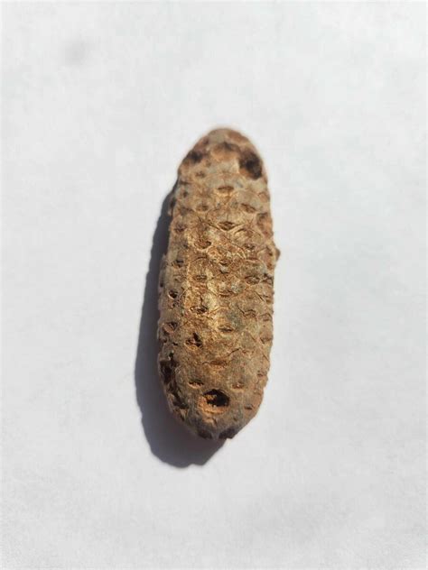 Fossil Seed Cone Aggregate Fruit Member Collections The Fossil Forum